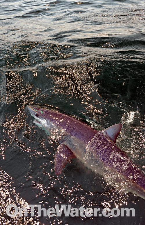 Video: Battling a 250-pound Mako