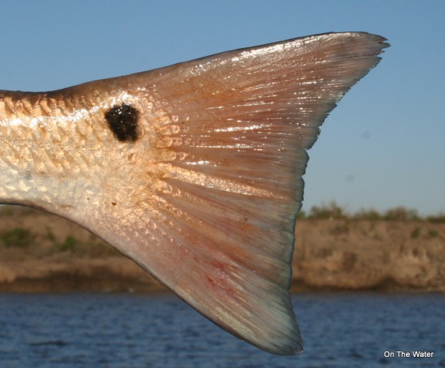 Trading Stripes for Spots (Trip Report: Lake Calcasieu, Lousiana)