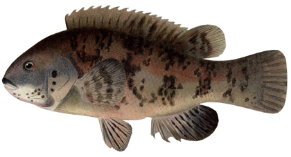 2013 MA Fishing Regulations