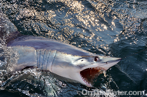 Video: Battling a 250-pound Mako
