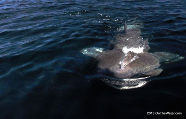 Video: Basking Shark Spotted Off Cape Cod - On The Water