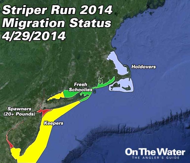 Striped Bass Migration Status April 29, 2014 - On The Water