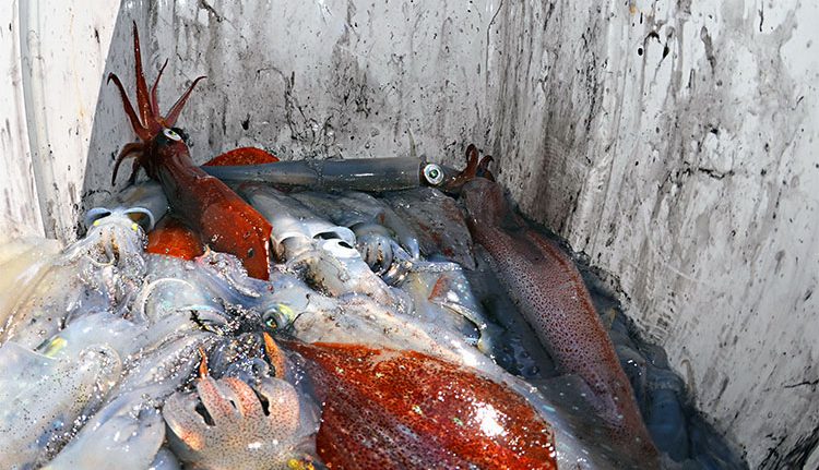 Calamari Season - On The Water