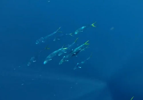 Reader Video: Swimming with Mahi at Little Fishtails - On The Water