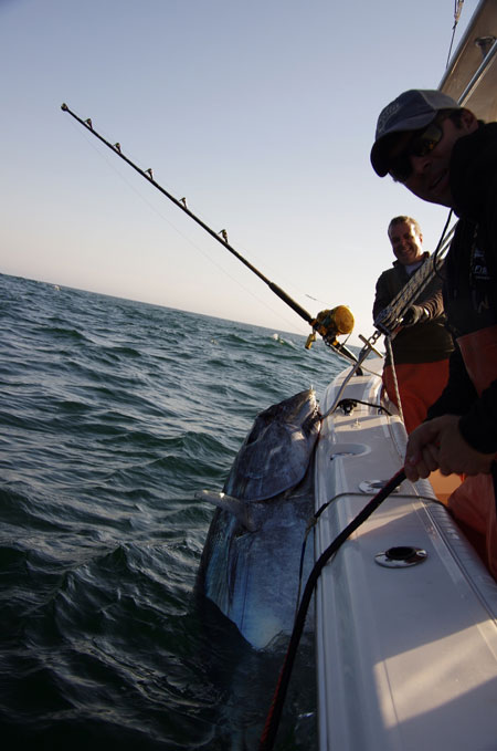 Tuna Still on a Tear at Jeffrey's Ledge - On The Water