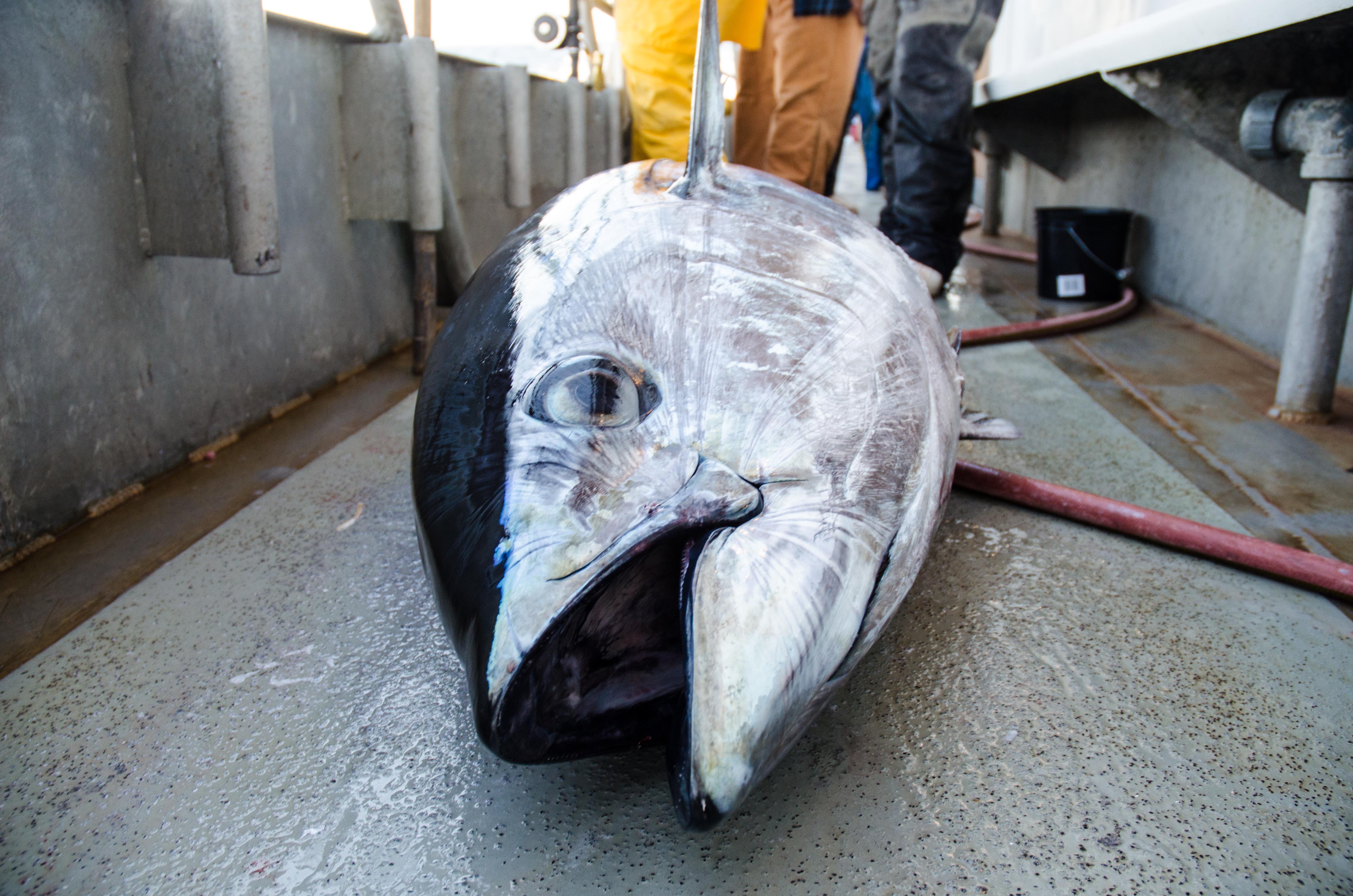 Obesus – Partyboat Tuna Report - On The Water