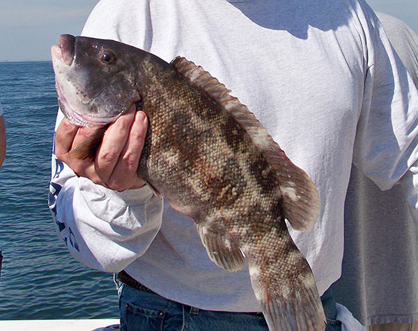 Garden State Variety - On The Water