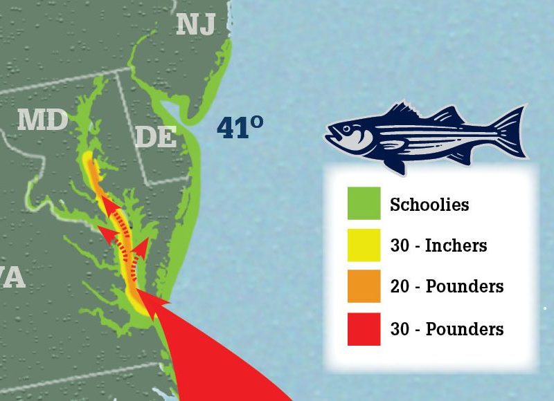 Striper Migration Map - March 24, 2017 - On The Water