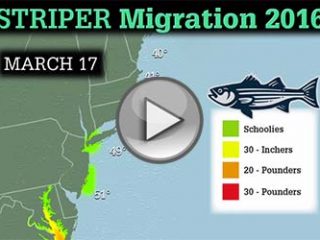 2017 striped bass migration - On The Water