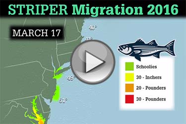 Follow the 2017 Striper Migration - On The Water