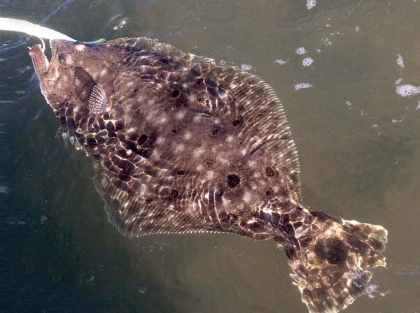 Summer Flounder Fishing
