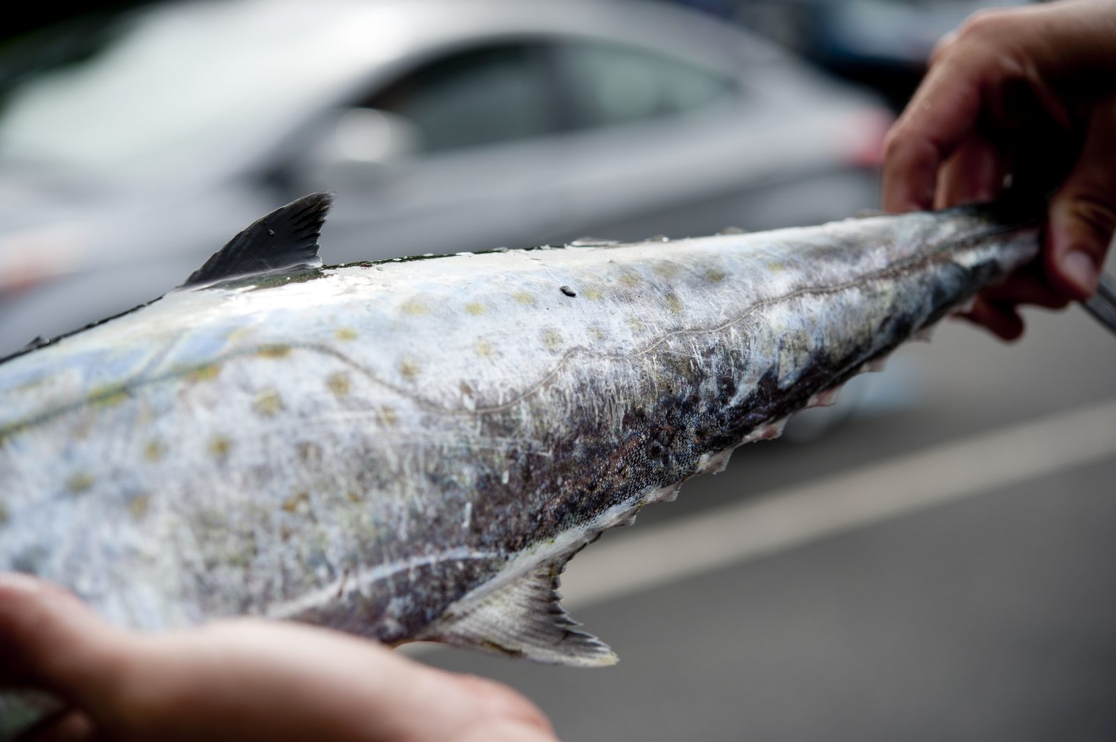 King Mackerel on the Cape? - On The Water