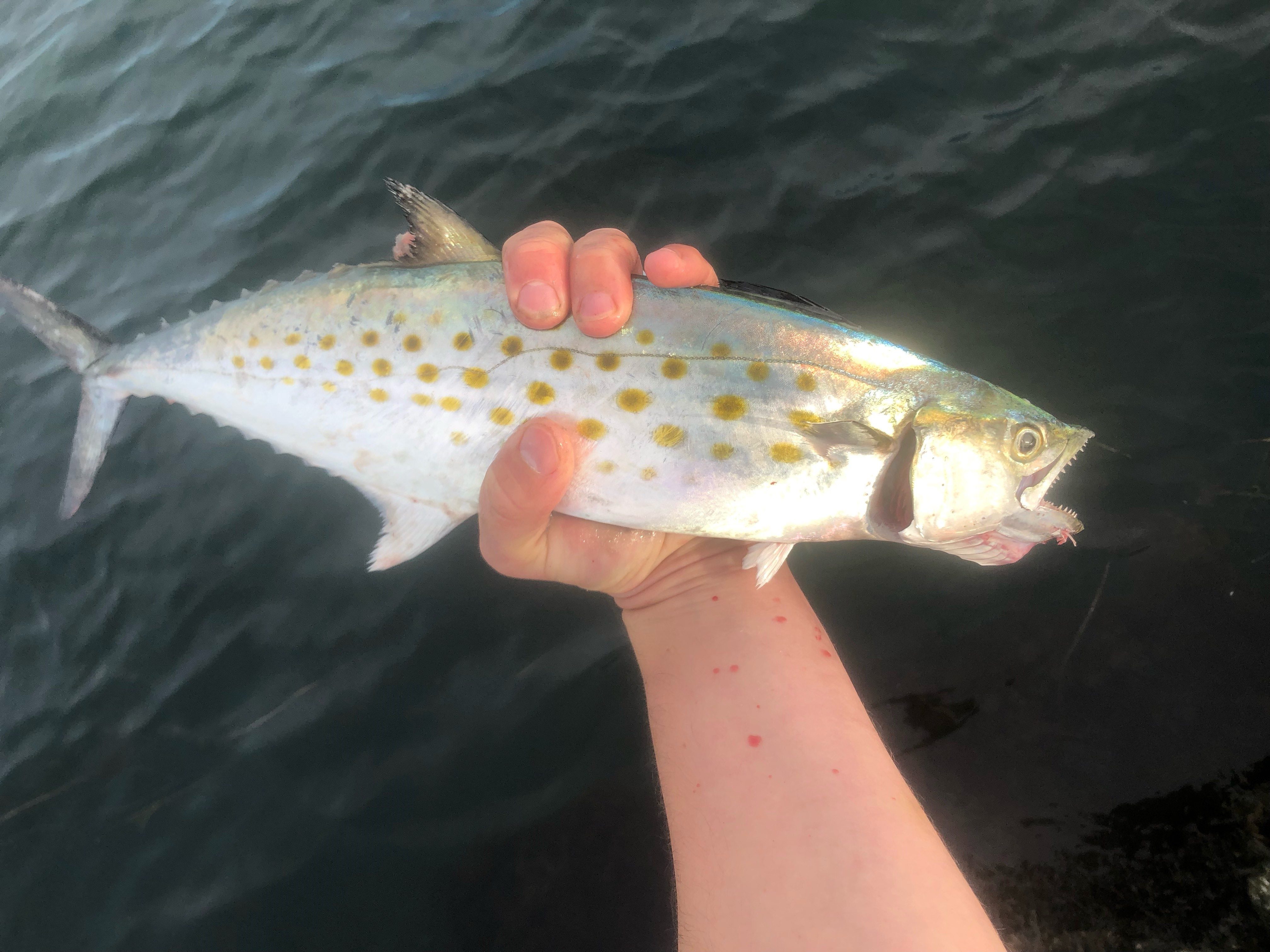 Connecticut Fishing Report – September 10, 2020 - On The Water