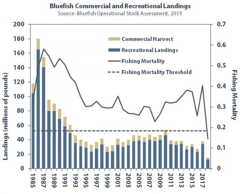 Bluefish Blues - On The Water