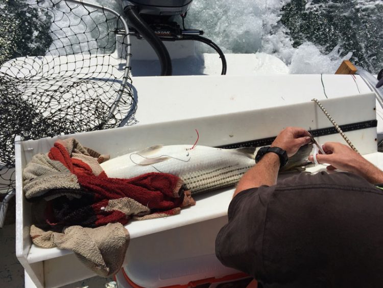 Striped Bass Genetic Research - On The Water