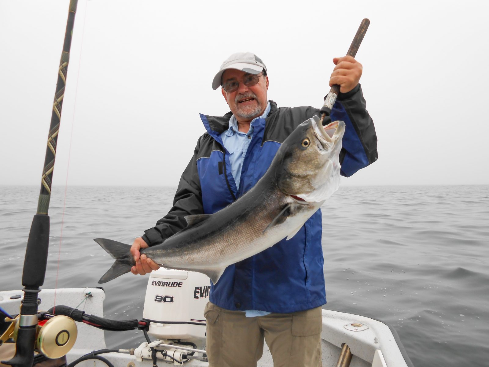 The Mysterious, Cyclical Bluefish - On The Water