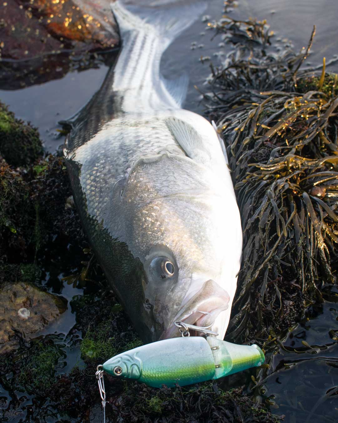 Swimbaits in the Cape Cod Canal - On The Water