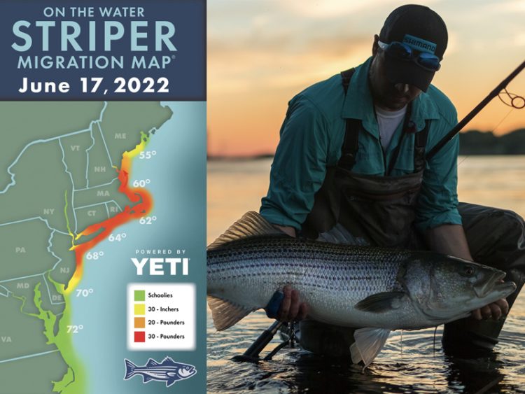 Striper Migration Map - On The Water