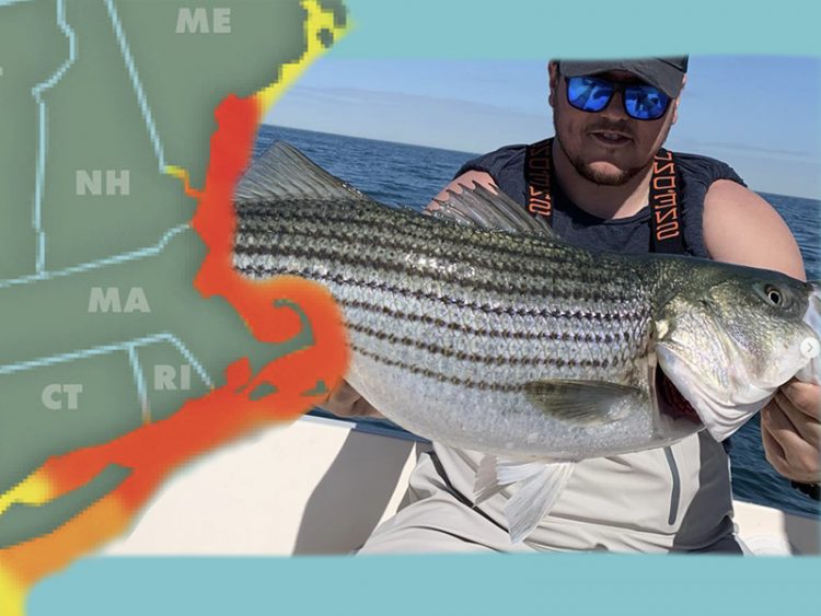 Striper Migration Map - On The Water