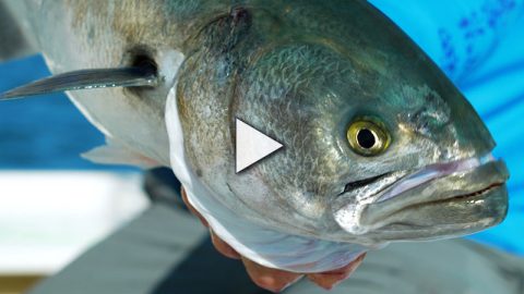 Videos - On The Water