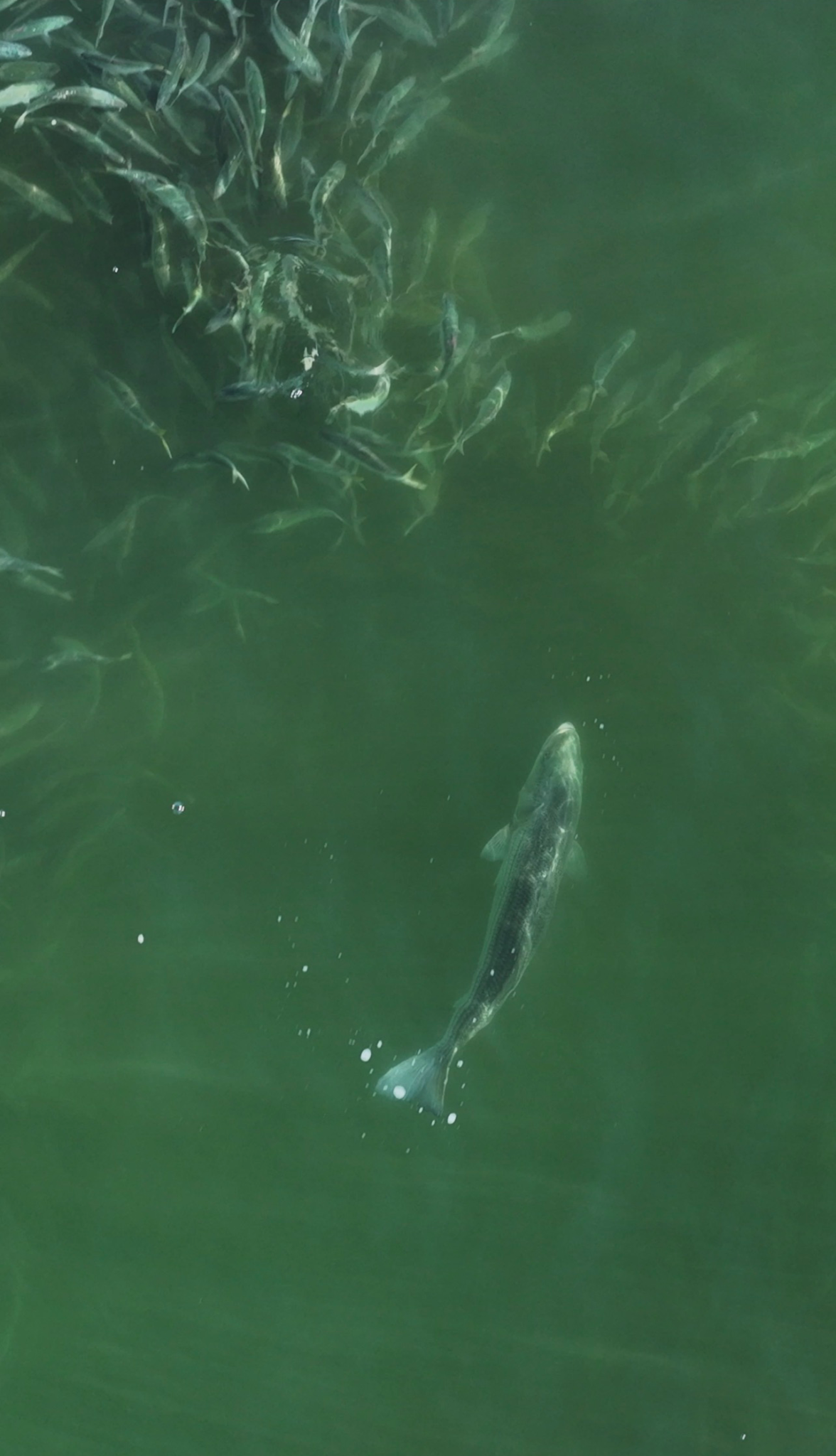 Three Lures for Stripers on Bunker Schools - On The Water