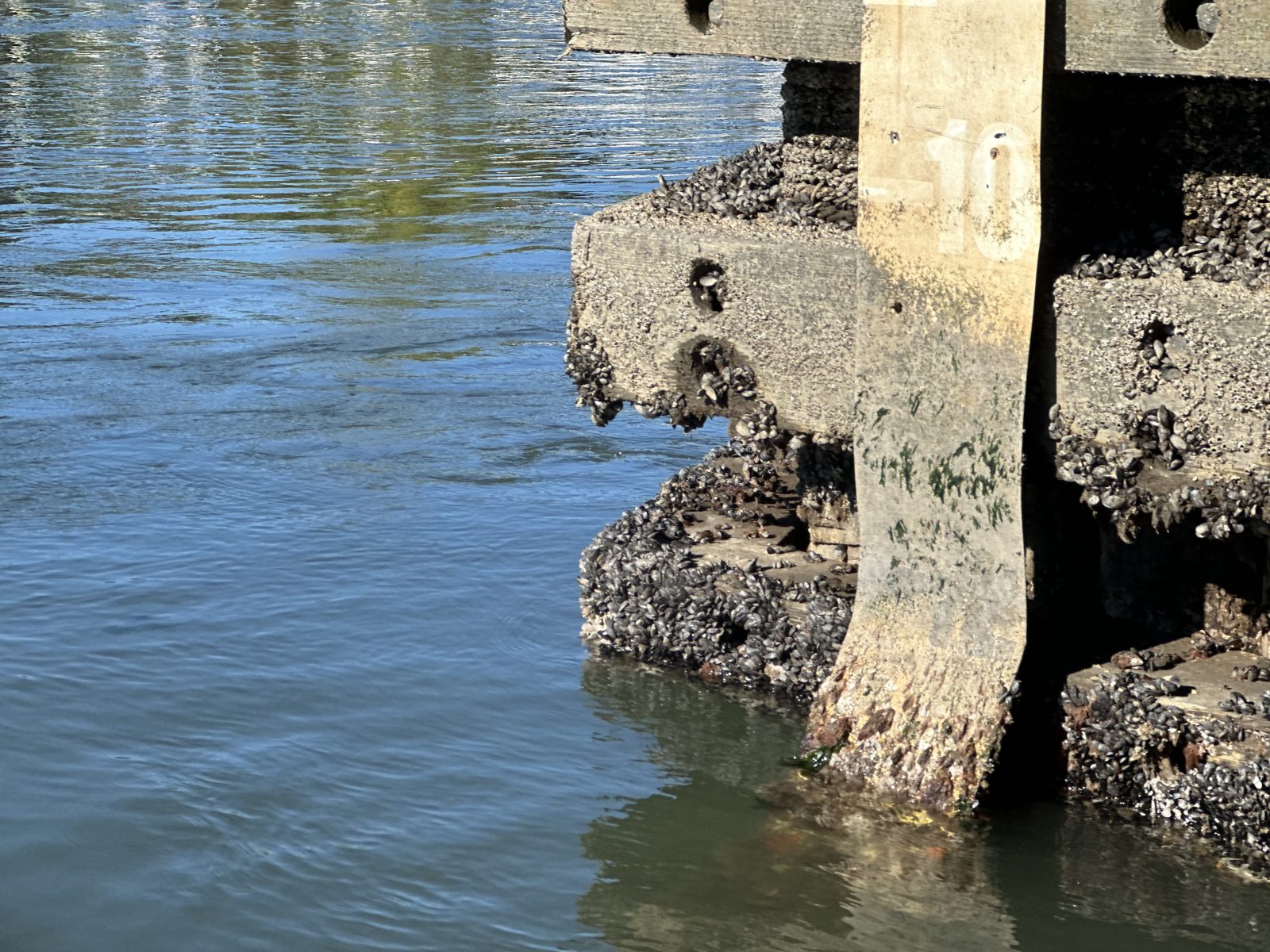 Bridge Fishing in the Back Bays - On The Water