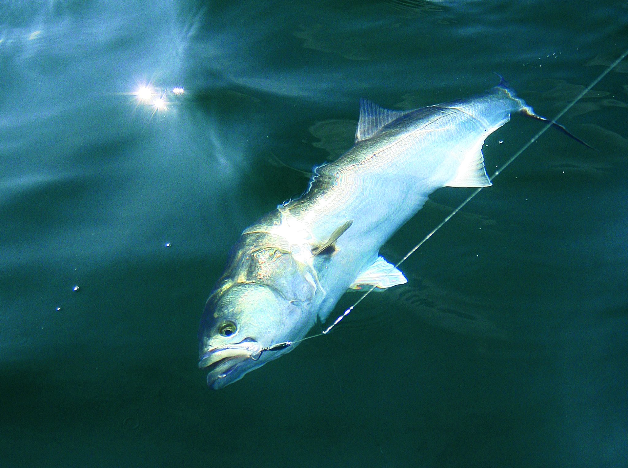 The History of Diamond Jigs - On The Water