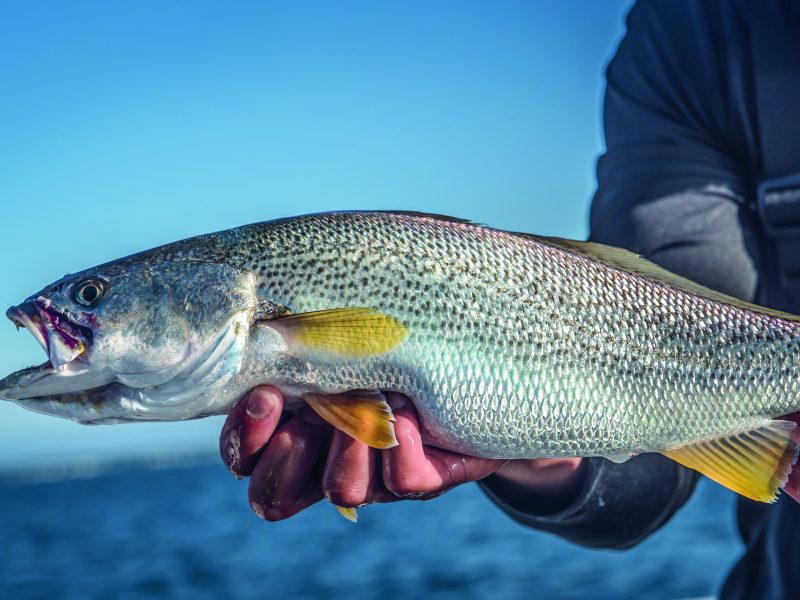 How to Catch Weakfish from Shore - On The Water