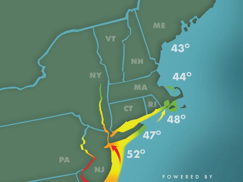 New York and Long Island Fishing Reports